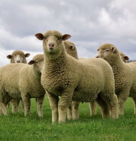 Managing issues in sheep this spring